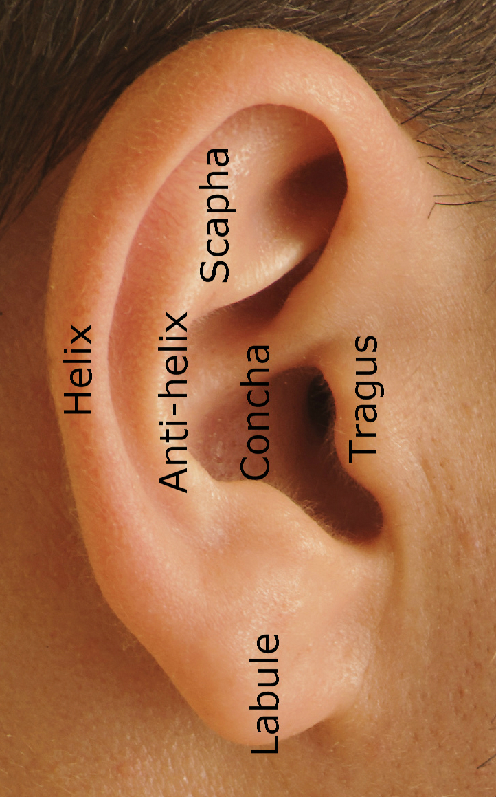 Otoplasty San Diego | Ear Surgery | Feel Beautiful Plastic Surgery